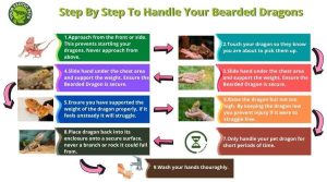 The Ultimate Bearded Dragon Care Guide: Everything You Need to Know ...
