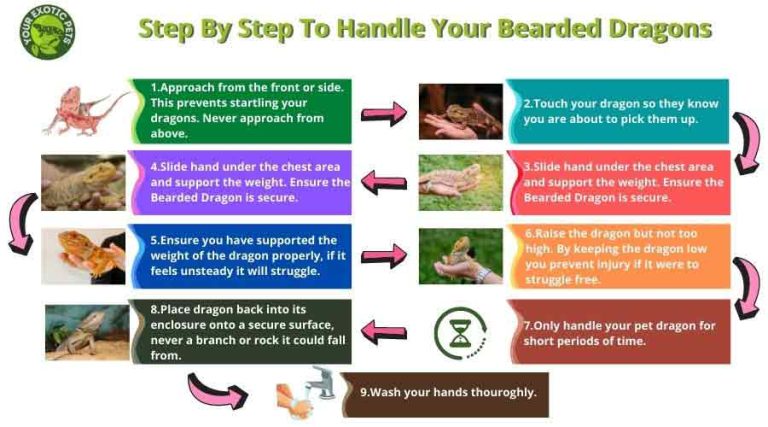 The Ultimate Bearded Dragon Care Guide: Everything You Need to Know ...