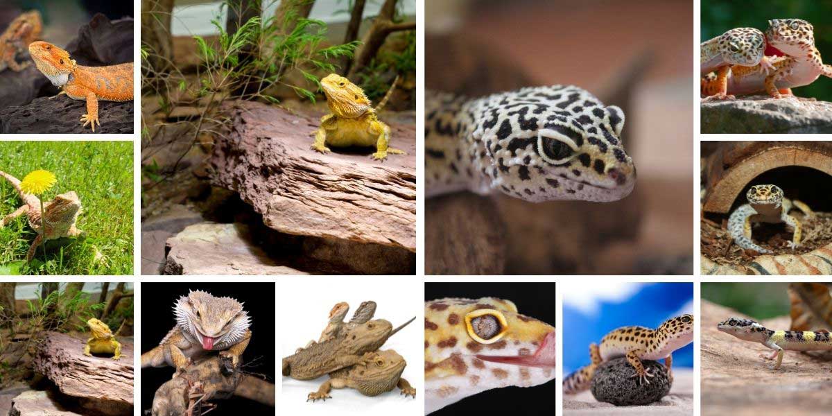 Bearded Dragon vs. Leopard Geckos: Which is Best? – Your Exotic Pets