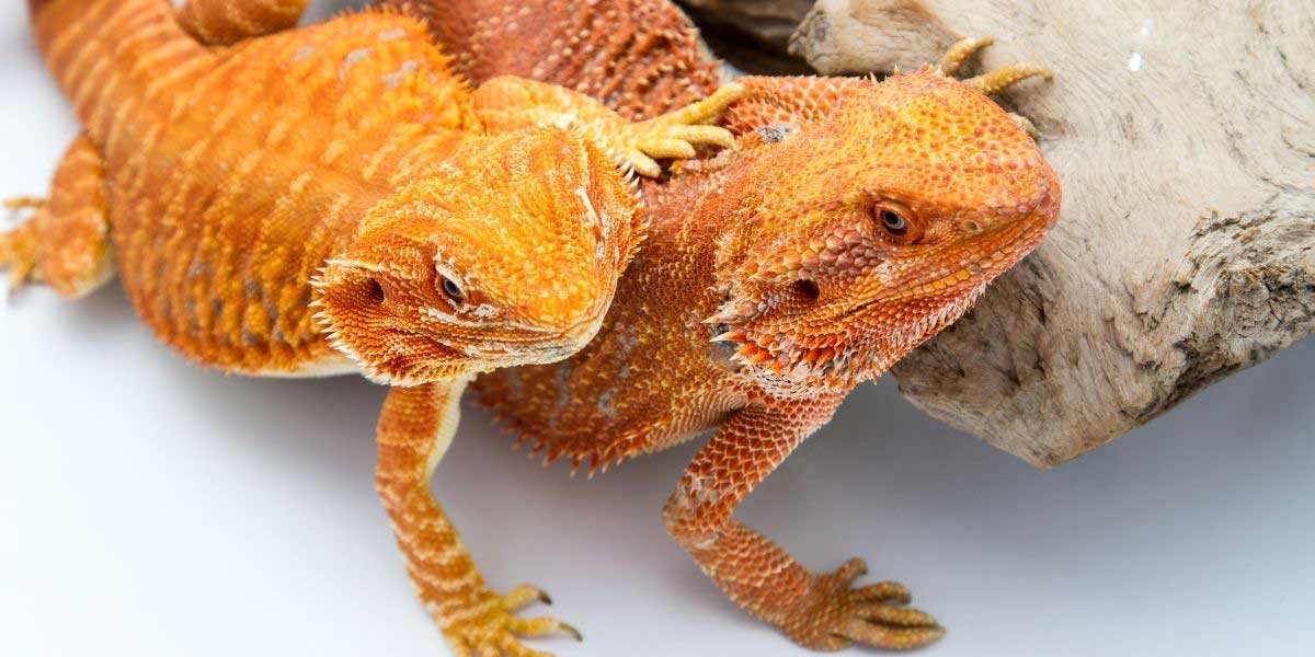 Bearded Dragon Morphs and Their Differences – Your Exotic Pets