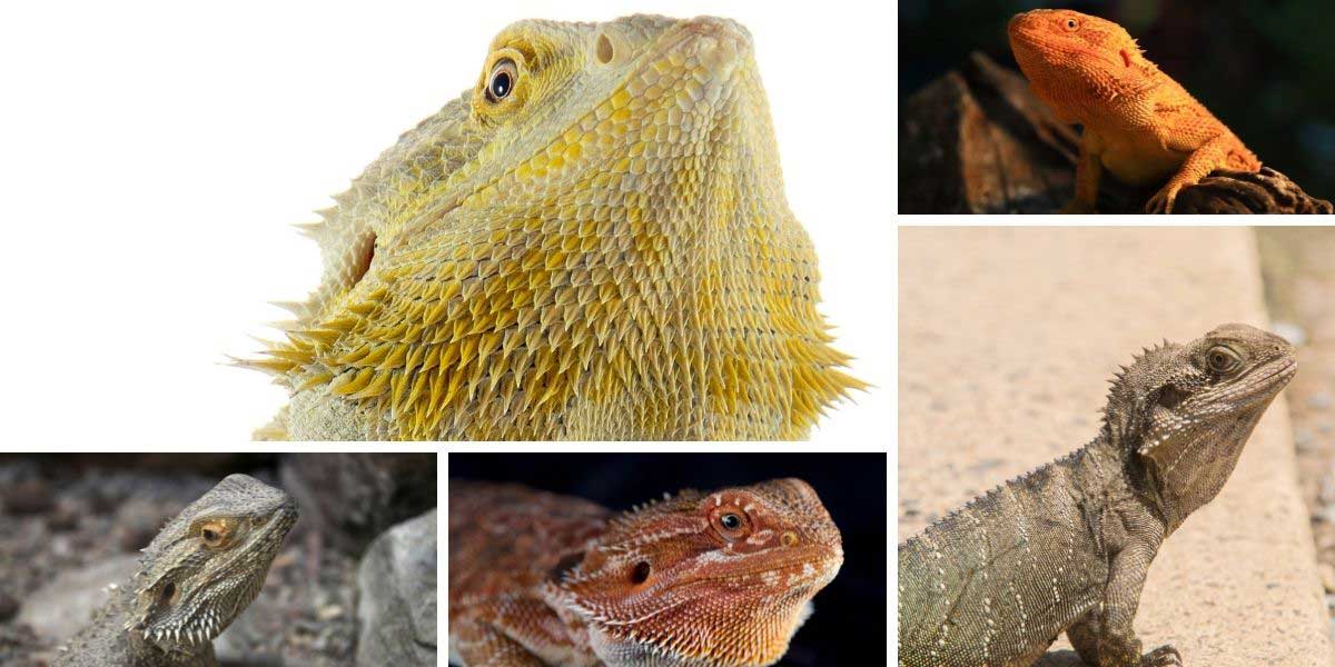Bearded Dragon Morphs and Their Differences – Your Exotic Pets