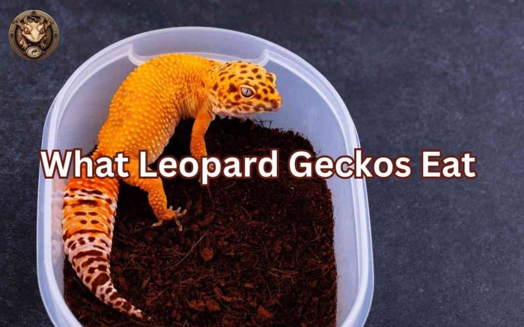 What Leopard Geckos Eat. A Complete Beginners Guide – Your Exotic Pets