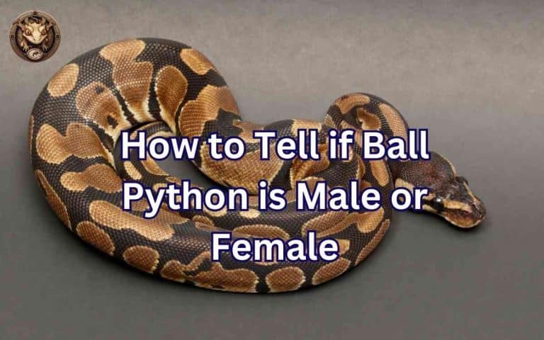 How to Tell if Ball Pythons are Male or Female: Unmasking the ...
