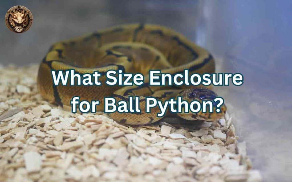 What Size Enclosure for Ball Python? – Your Exotic Pets