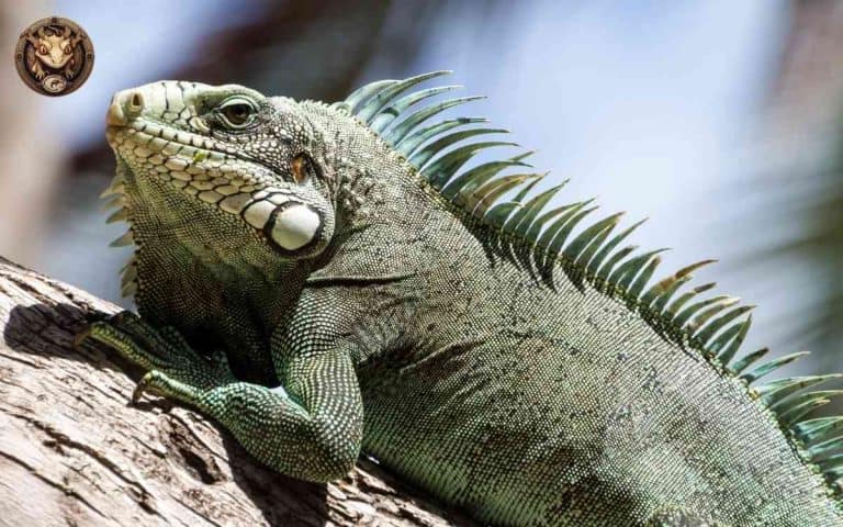 Understand Iguana Size – How Big Do Iguanas Get? – Your Exotic Pets