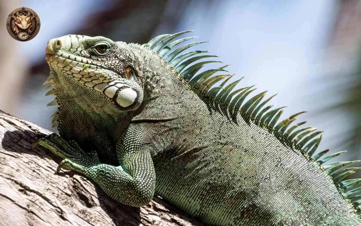 Understand Iguana Size – How Big Do Iguanas Get? – Your Exotic Pets