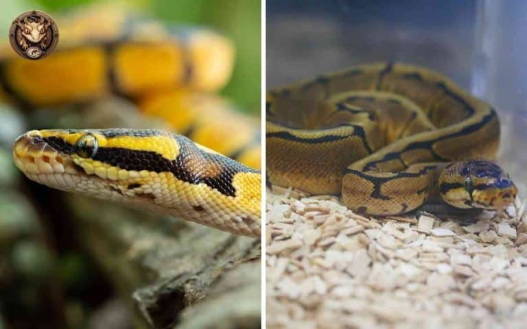 How Long Do Ball Python Snakes Live? The Average Lifespan & Care Tips ...