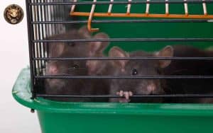 What Size Rat to Feed Ball Pythons: A Comprehensive Guide – Your Exotic Pets