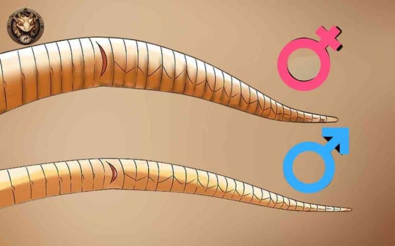 How to Tell if Ball Pythons are Male or Female: Unmasking the Differences – Your Exotic Pets