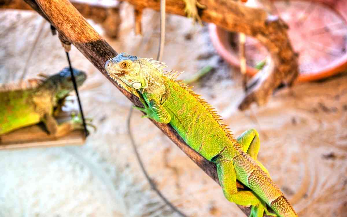 Creating the Perfect Green Iguana Enclosure