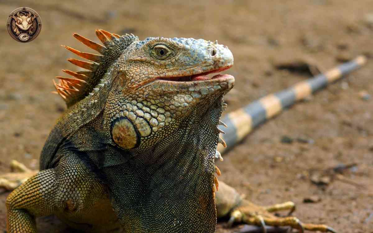 Are Wild Iguanas Dangerous? What You Need to Know – Your Exotic Pets