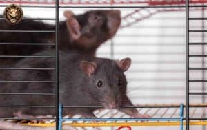 What Size Rat to Feed Ball Pythons: A Comprehensive Guide – Your Exotic ...