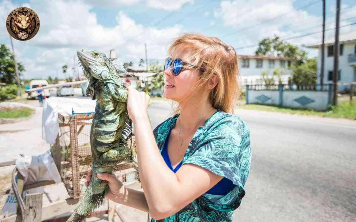 Are Iguanas Dangerous to Humans? Understanding the Risks of Keeping ...