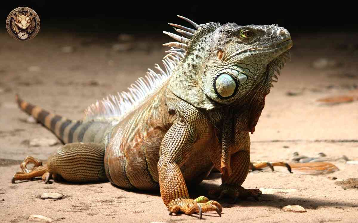 Are Wild Iguanas Dangerous? What You Need to Know – Your Exotic Pets