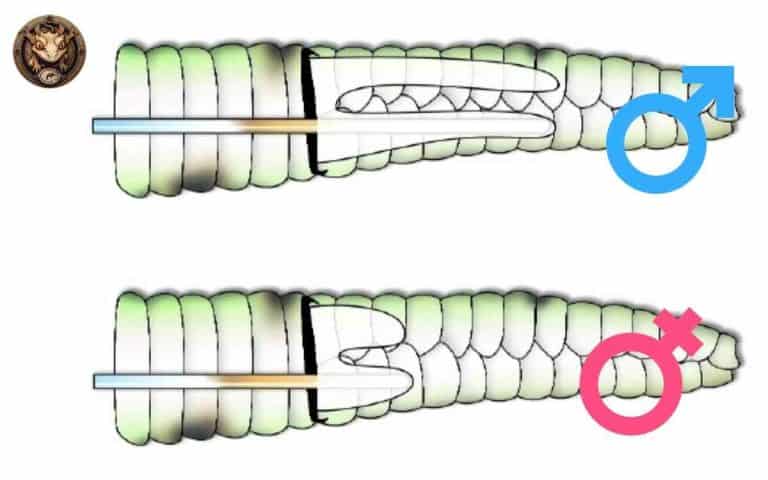 How To Tell If Ball Pythons Are Male Or Female Unmasking The