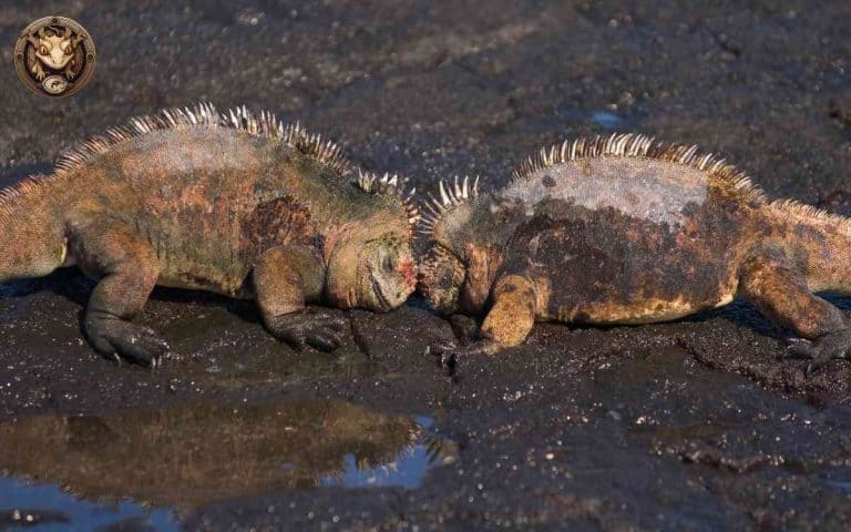 Are Wild Iguanas Dangerous? What You Need to Know – Your Exotic Pets