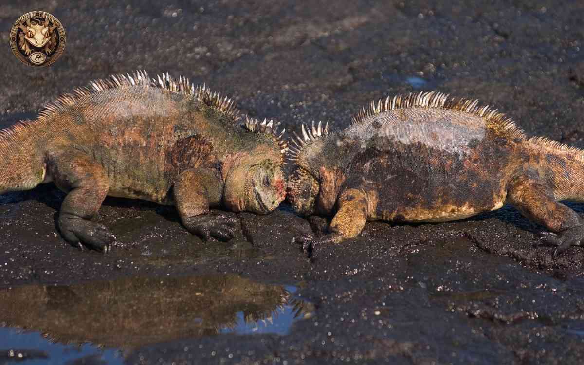 Are Wild Iguanas Dangerous? What You Need to Know – Your Exotic Pets