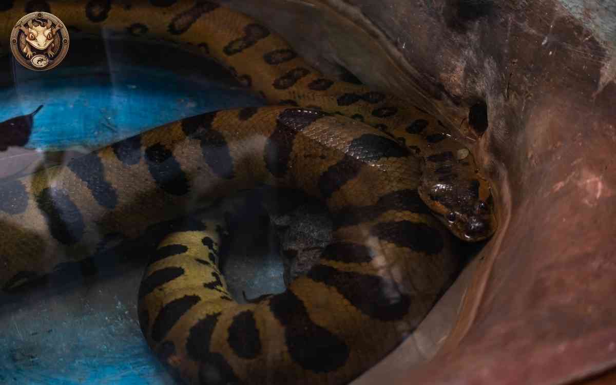 What Size Enclosure for Ball Python? – Your Exotic Pets