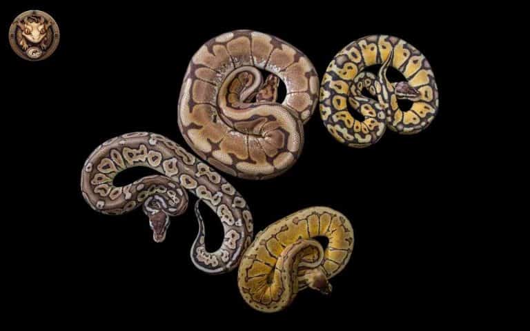 How Long Do Ball Python Snakes Live? The Average Lifespan & Care Tips ...