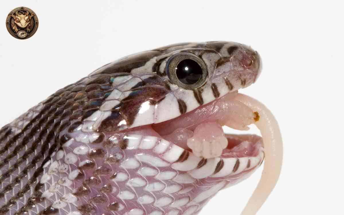 What Is The Average Corn Snake Lifespan: How Long Do Corn Snakes Live ...