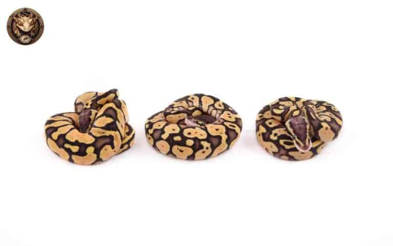 How Long Do Ball Python Snakes Live? The Average Lifespan & Care Tips ...