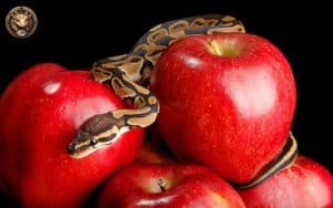 What Size Rat to Feed Ball Pythons: A Comprehensive Guide – Your Exotic ...