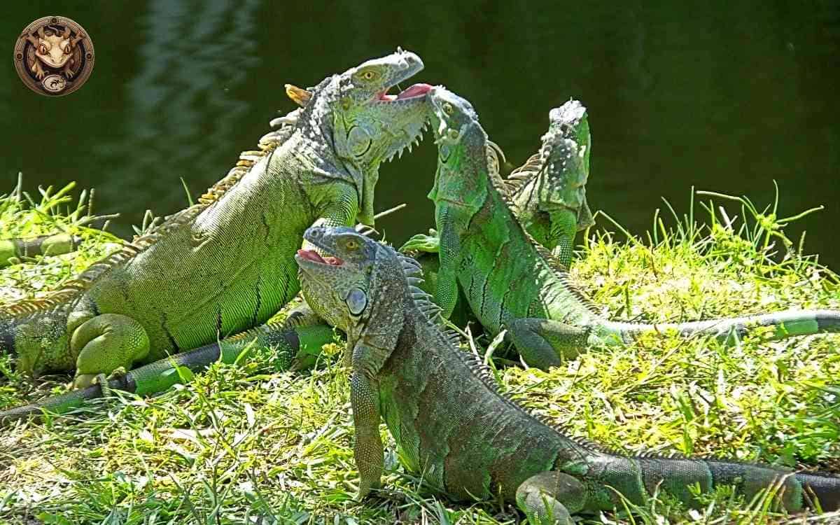 10 Fascinating Facts About Iguanas – Your Exotic Pets
