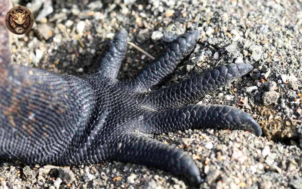 Are Wild Iguanas Dangerous? What You Need to Know – Your Exotic Pets