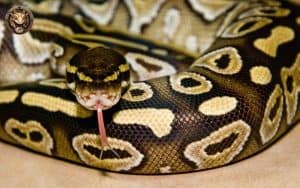 How Long Do Ball Python Snakes Live? The Average Lifespan & Care Tips ...