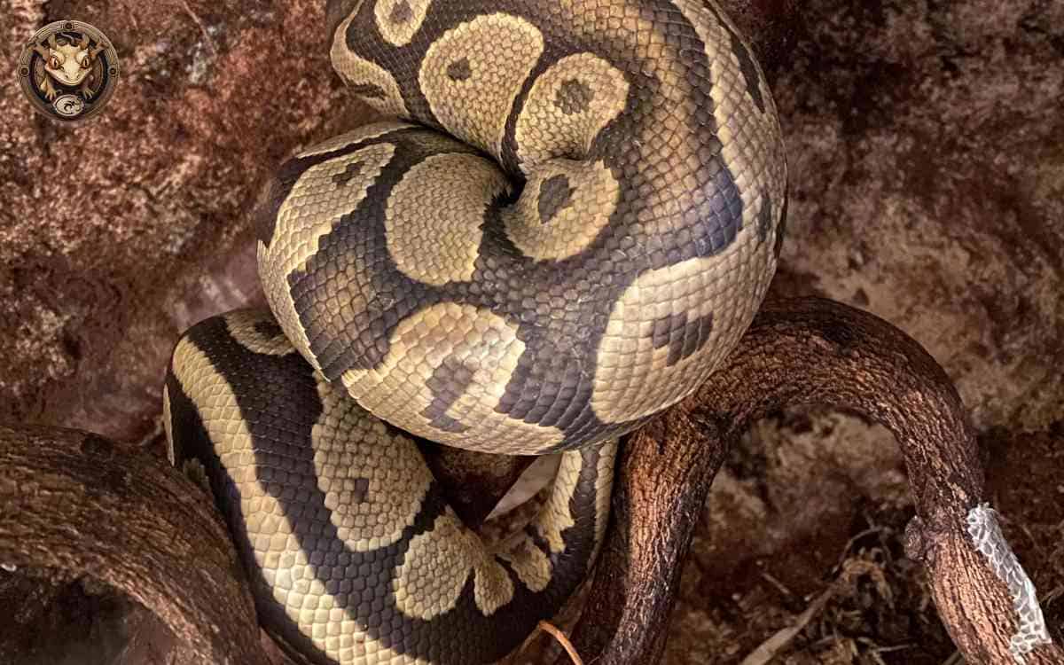 How Long Do Ball Python Snakes Live? The Average Lifespan & Care Tips ...