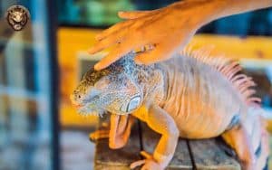 10 Fascinating Facts About Iguanas – Your Exotic Pets