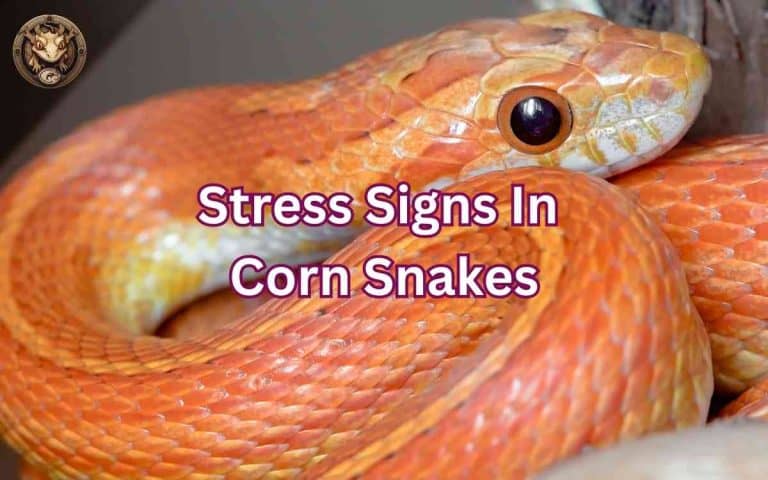 Stress Signs In Corn Snakes: How To Tell If A Snake is Stressed. – Your ...
