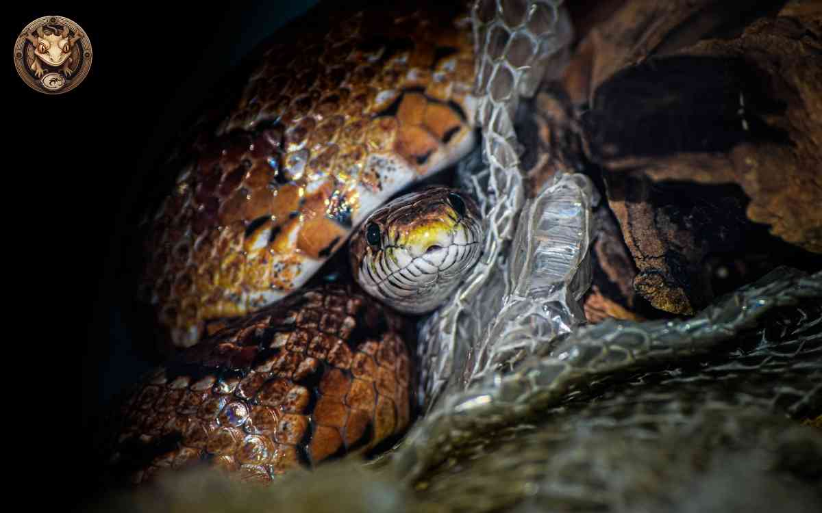 Common Health Issues In Corn Snakes: Prevention And Care Guide – Your Exotic Pets