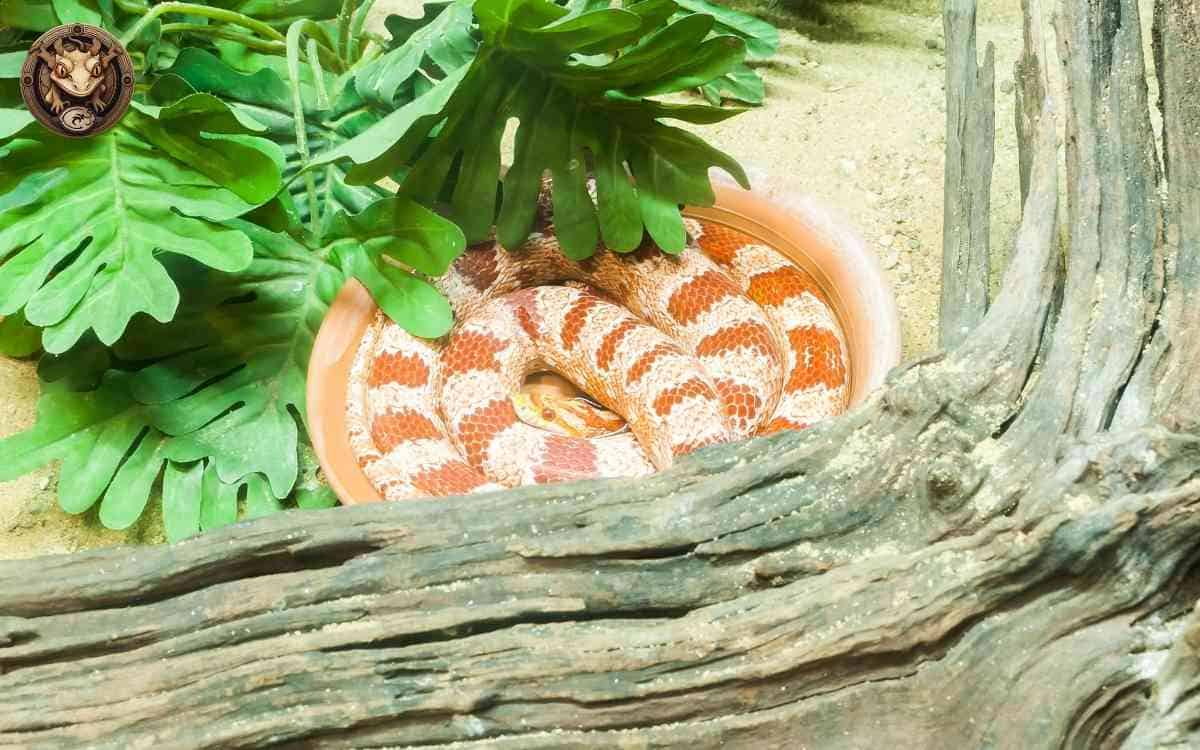 State Regulations for Corn Snake Ownership: Exotic Pet Snake Law – Your ...