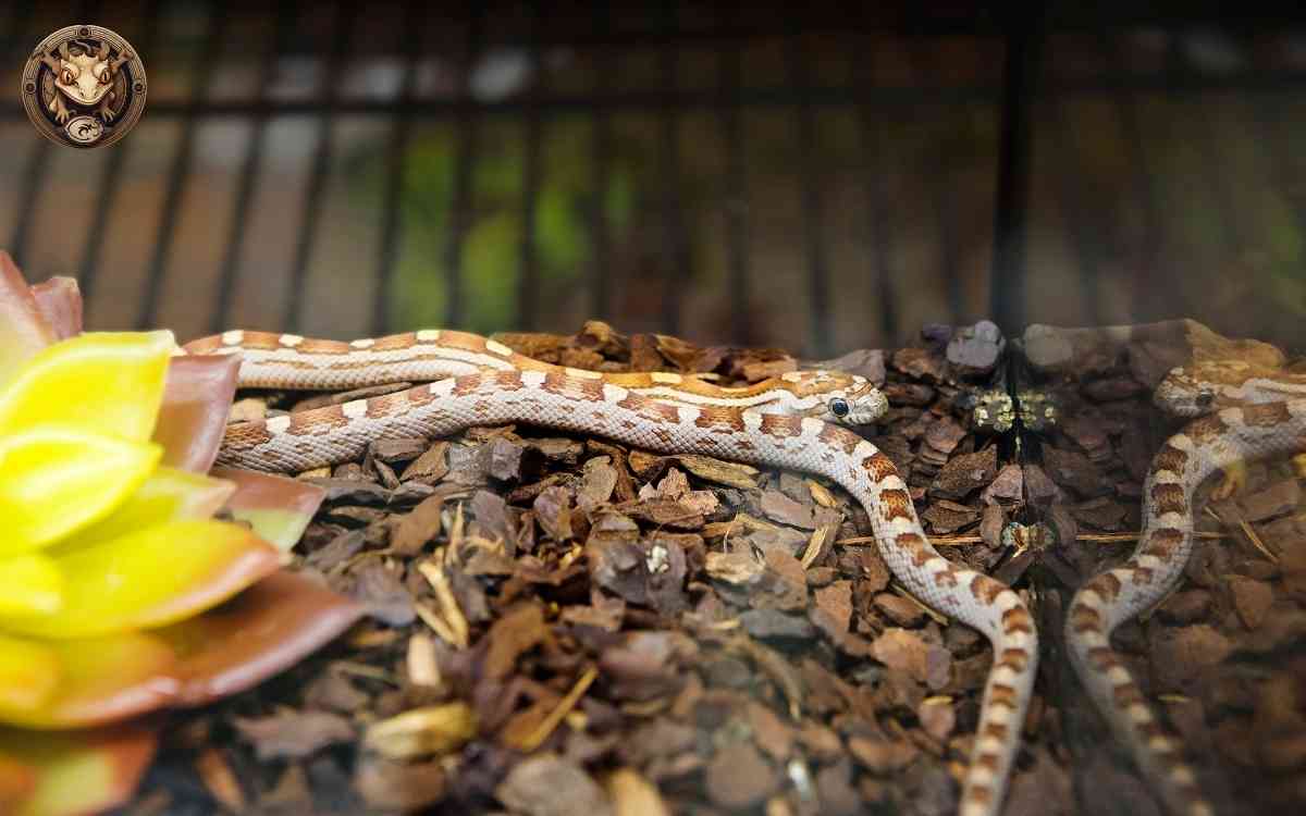 Stress Signs In Corn Snakes: How To Tell If A Snake is Stressed. – Your ...